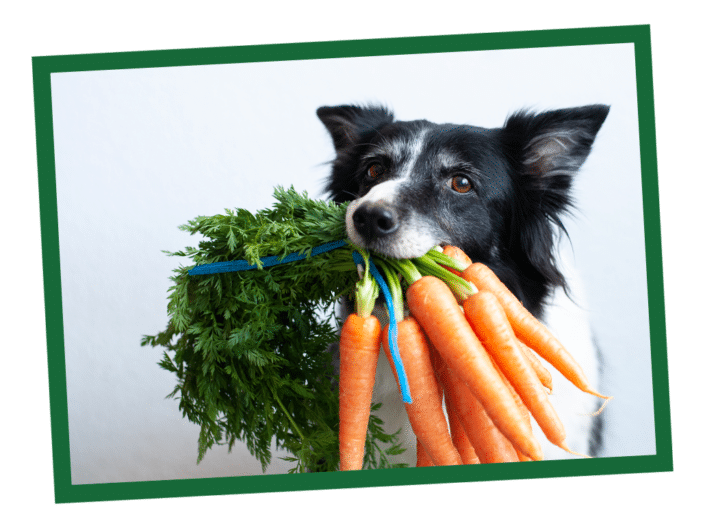 Rabbit Dog Kibble | Rabbit Protein Dog Food | Nature's Logic